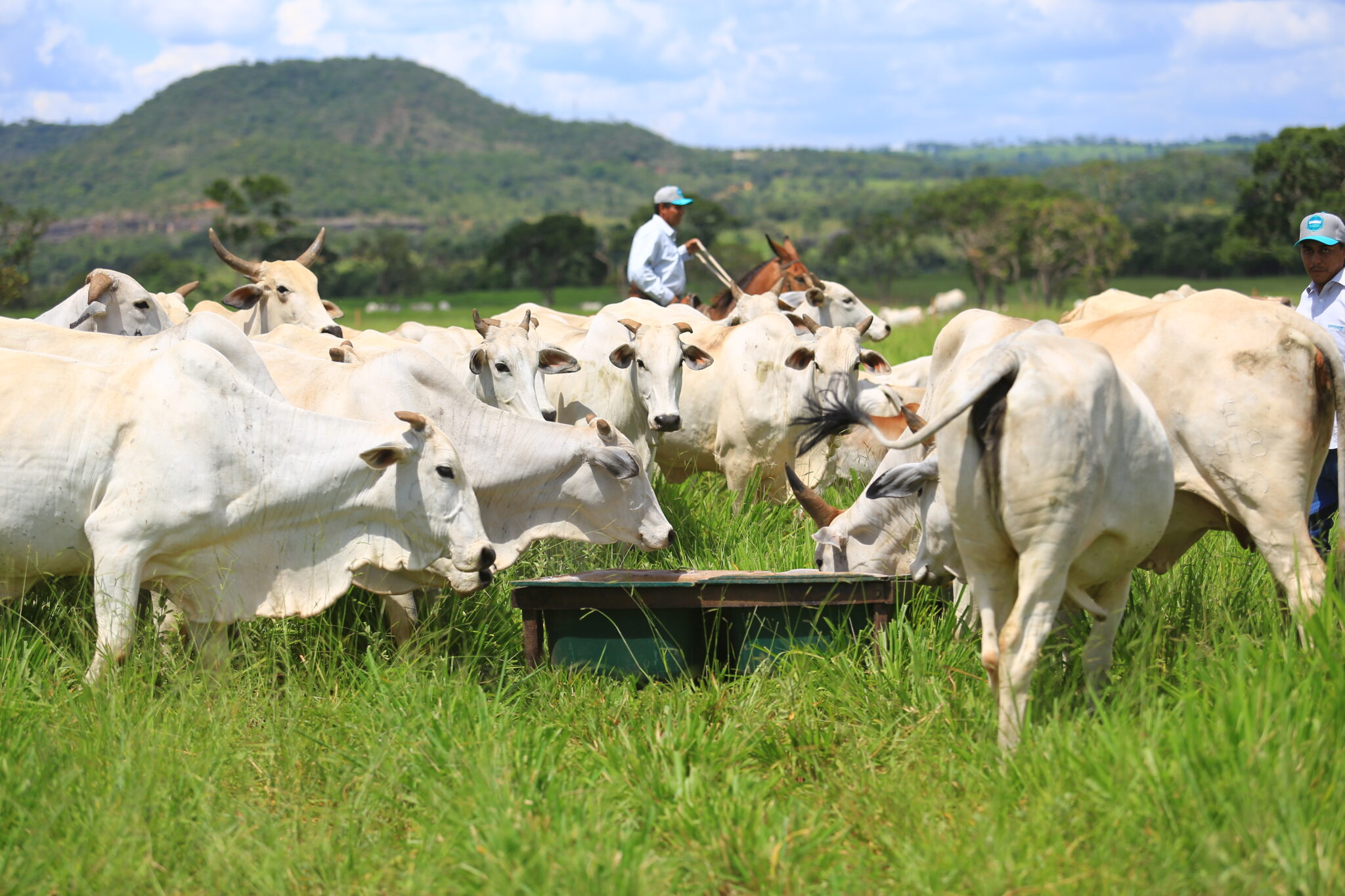 Como o manejo do cocho pode otimizar a nutrição e aumentar a ...